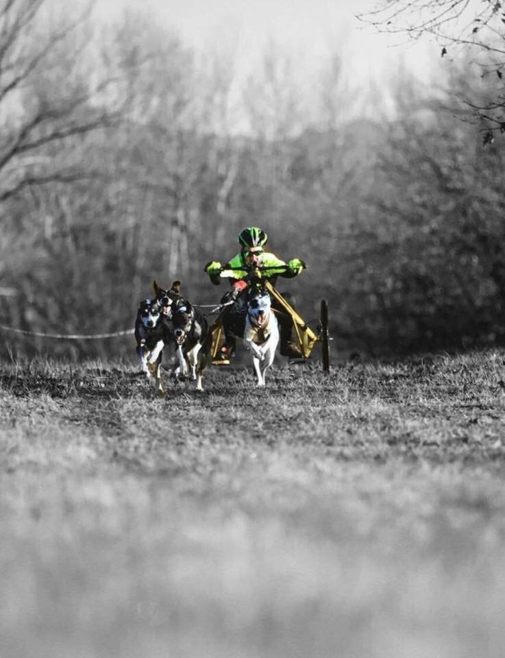 Muscova deja su sello en el campeonato España Mushing tierra – CDI MusCoVa