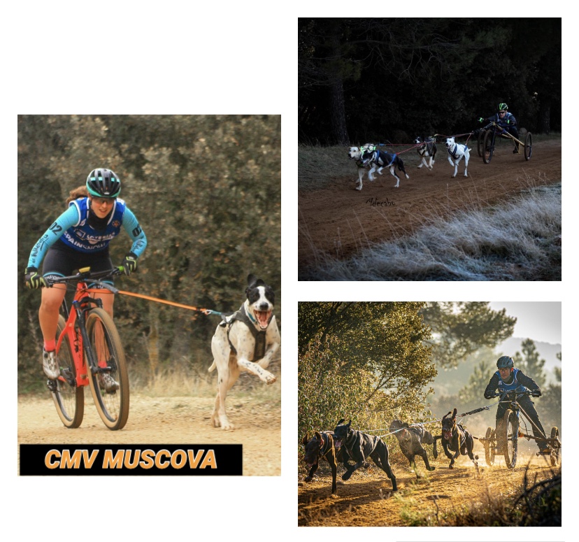 Grandes resultados de los Muscovitas en el Campeonato de España Mushing ...